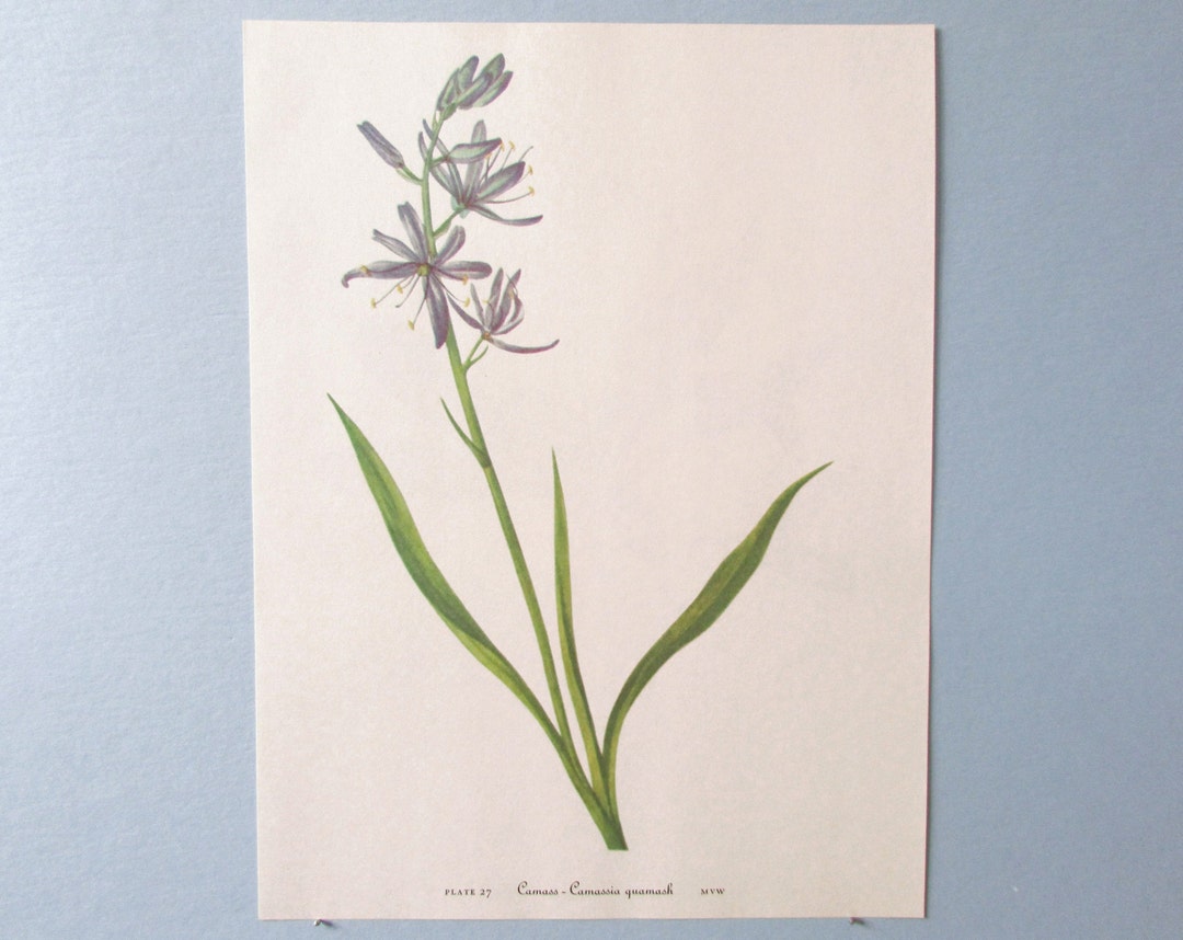 Wild Flower Camas Botanical Art Print/ Vintage Wildflower, Camassia ...
