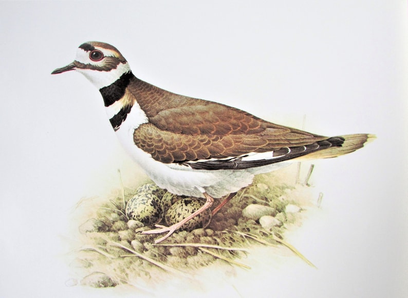 Killdeer Bird Art Print Book Plate/ 1960's Large Water - Etsy