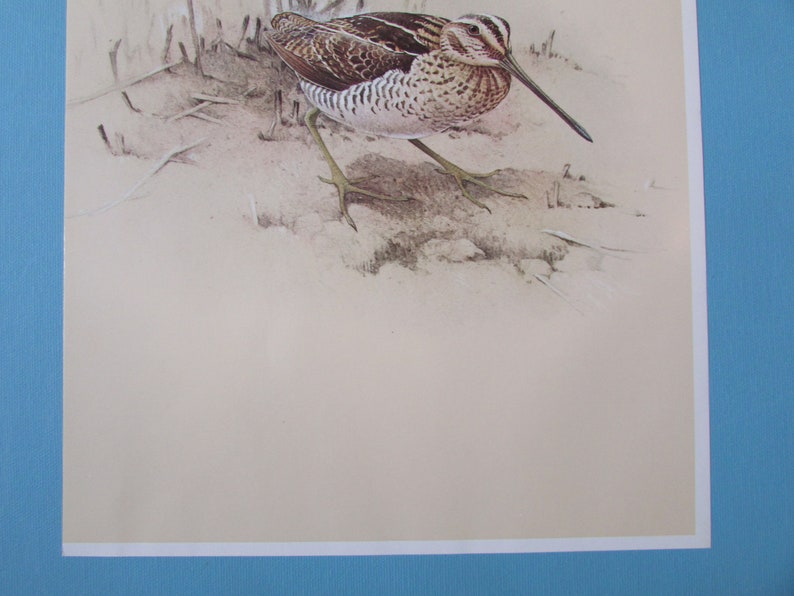 Common Snipe Bird Art Print Book Plate/ 1960's Wading | Etsy