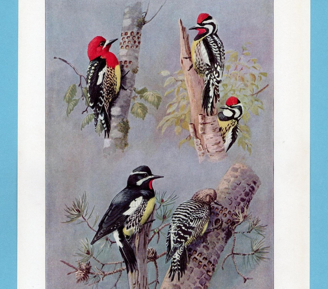 Red-breasted, Yellow-bellied Sapsucker Bird Art Print/ Williamson's ...