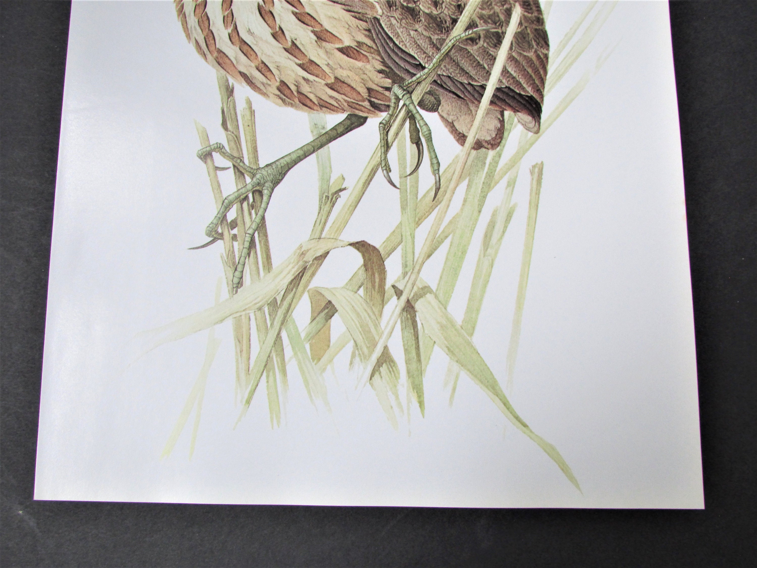 American Bittern Bird Art Print Book Plate/ 1960's Water | Etsy