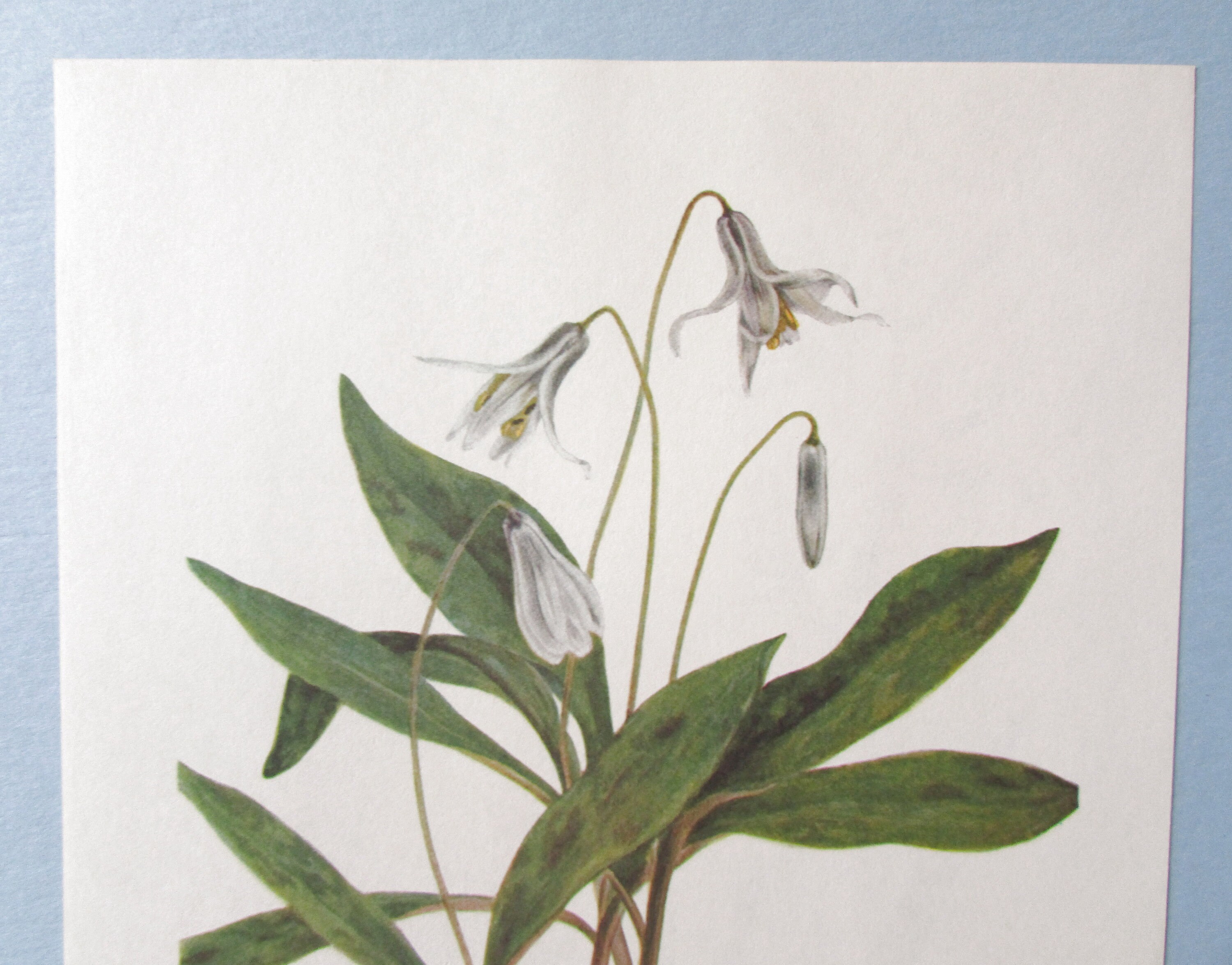 Wild Flower Camas Botanical Art Print/ Vintage Wildflower, Camassia ...