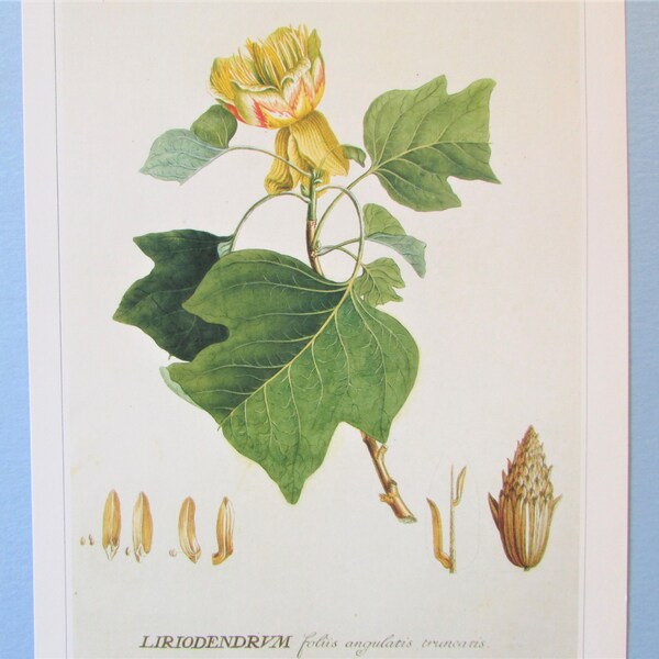 Tulip Wall Art - Etsy