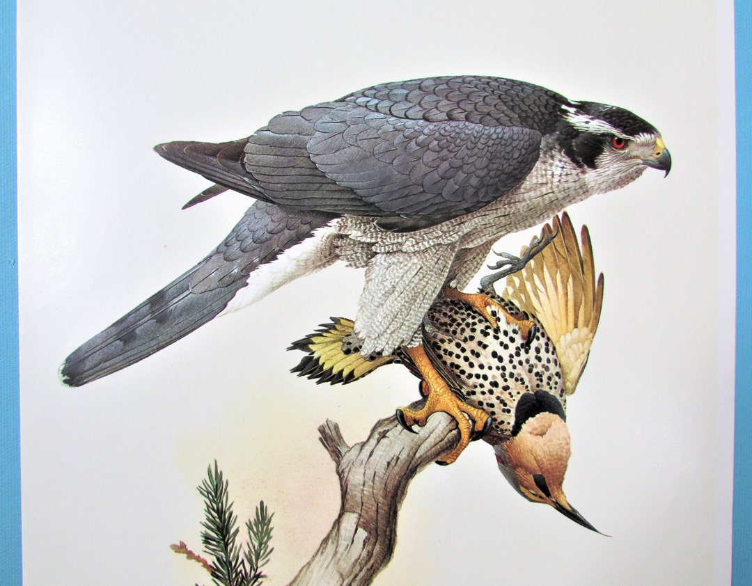 Goshawk Bird Art Print, Book Plate/ 1960's Large Bird of Prey Book Page ...
