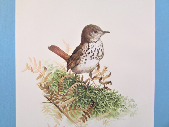 Hermit Thrush Bird Art Print Book Plate/ 1960's Large | Etsy