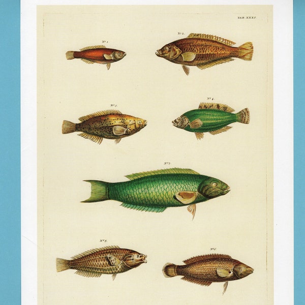 Albertus Seba - Etsy