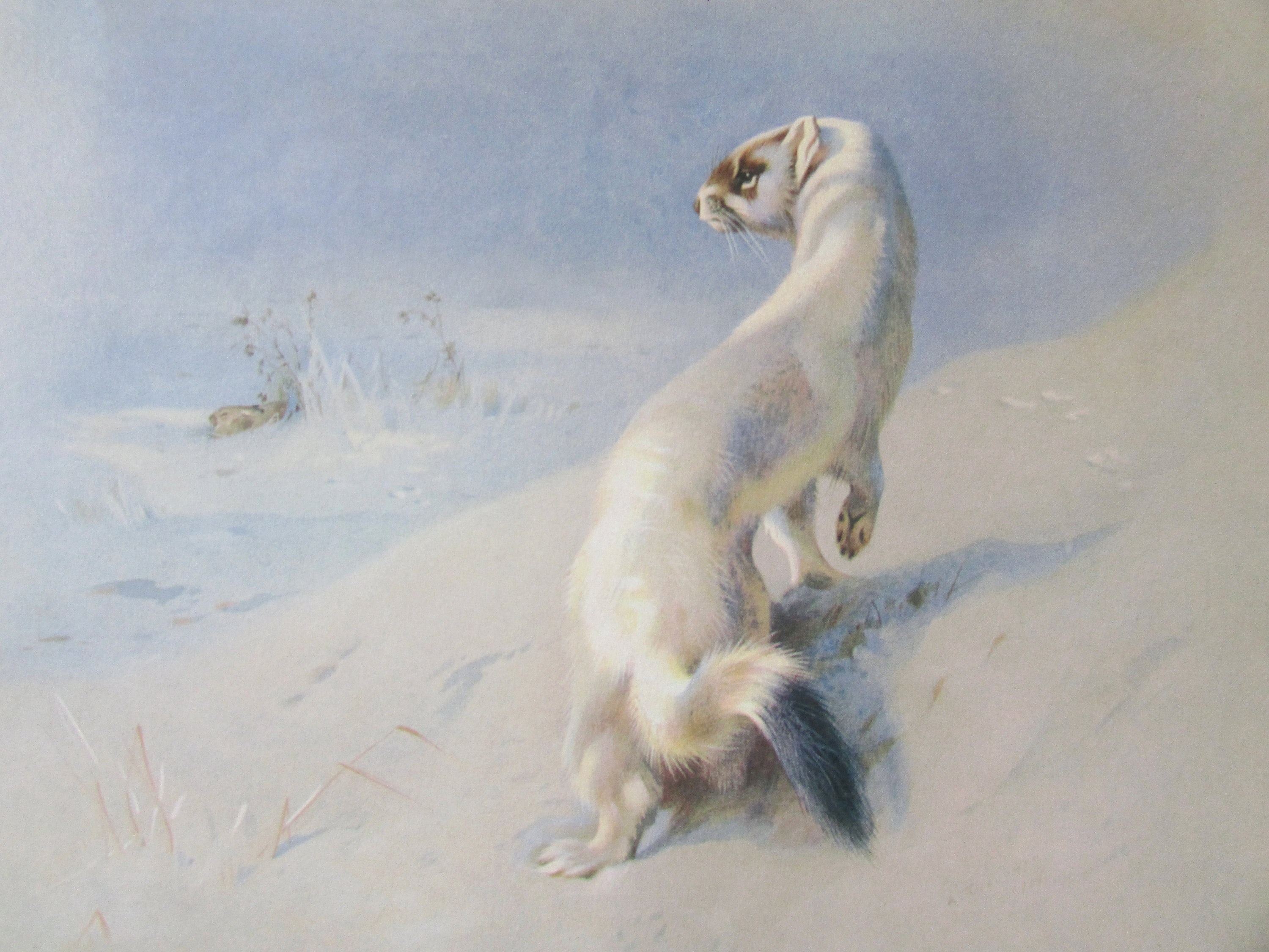 Arctic Ermine In Summer