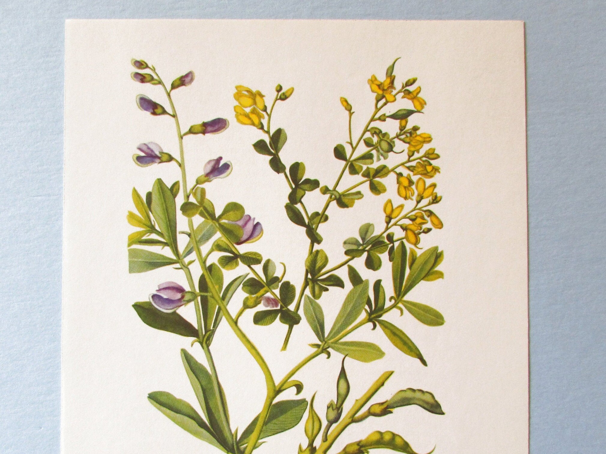 Wild Flower False Indigo Botanical Art Print/ Vintage - Etsy
