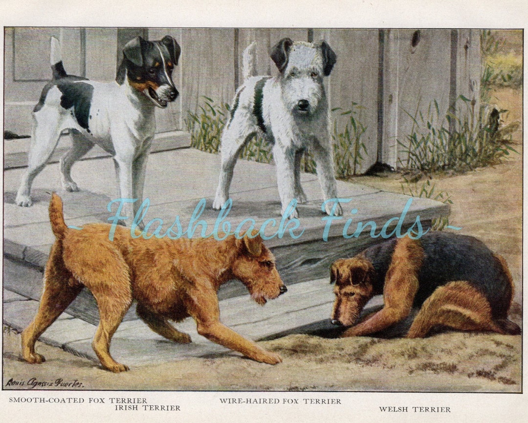 Fox, Irish, Welsh Terriers Art Print/ Rat Dogs Antique Book Plate, Wall ...