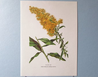 Goldenrod Wall Art - Etsy