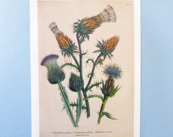 Sunflower Print Original 1890 German Floral Goatsbeard - Etsy