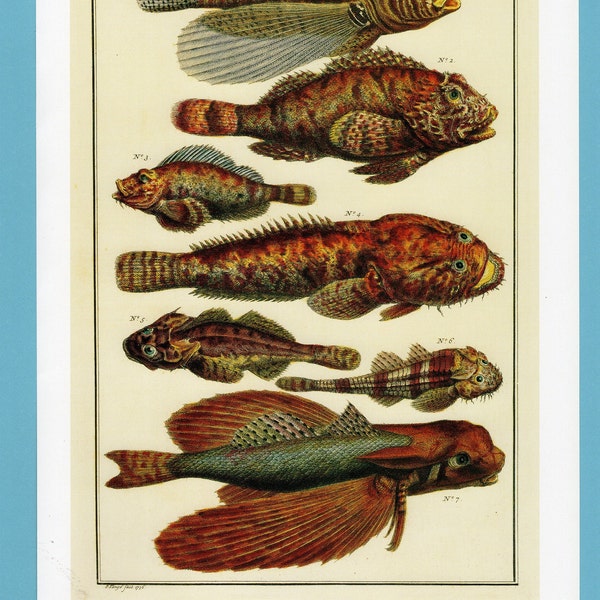 Albertus Seba - Etsy