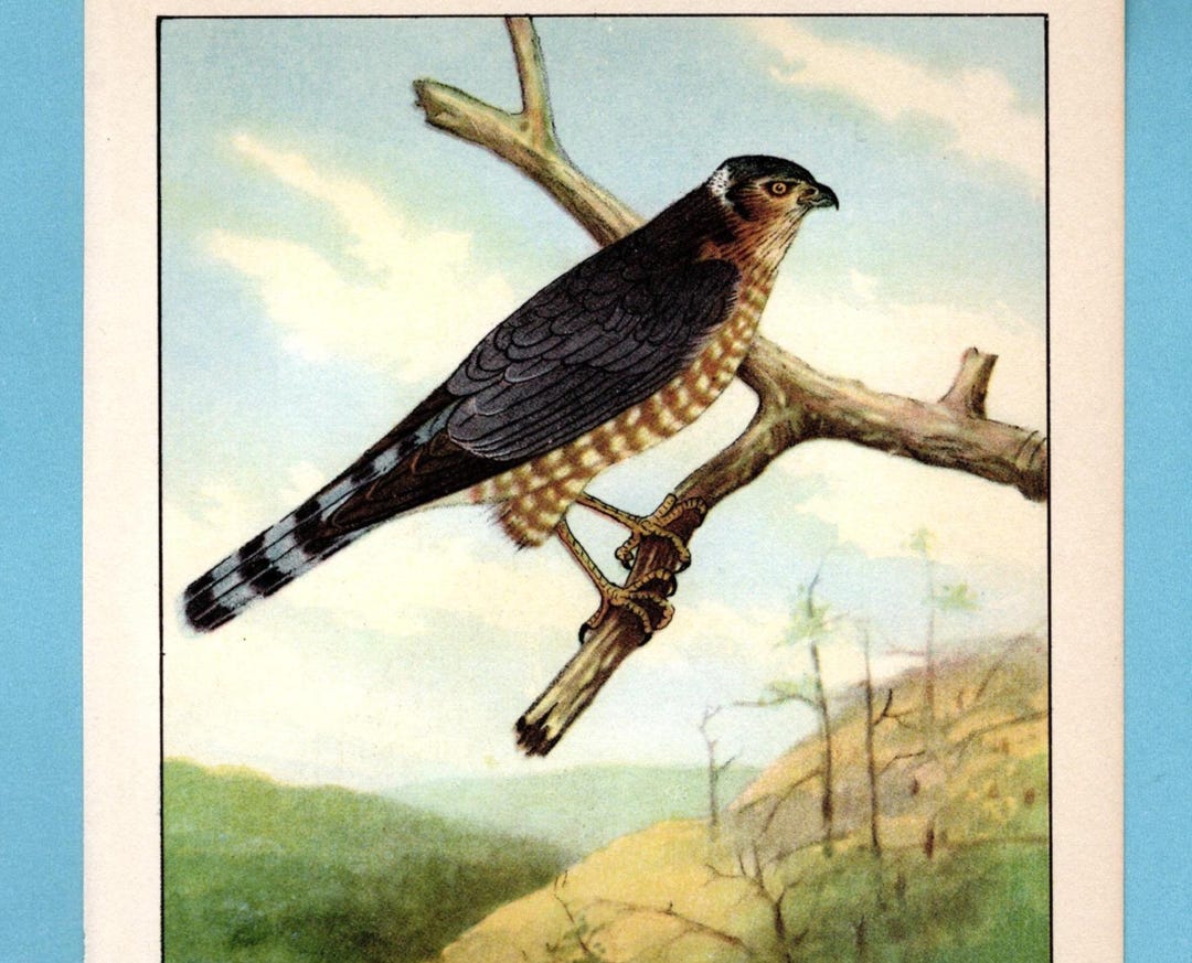 Antique Sharp Shinned Hawk Bird Art Print/ Marsh Hawk, Bird of Prey ...