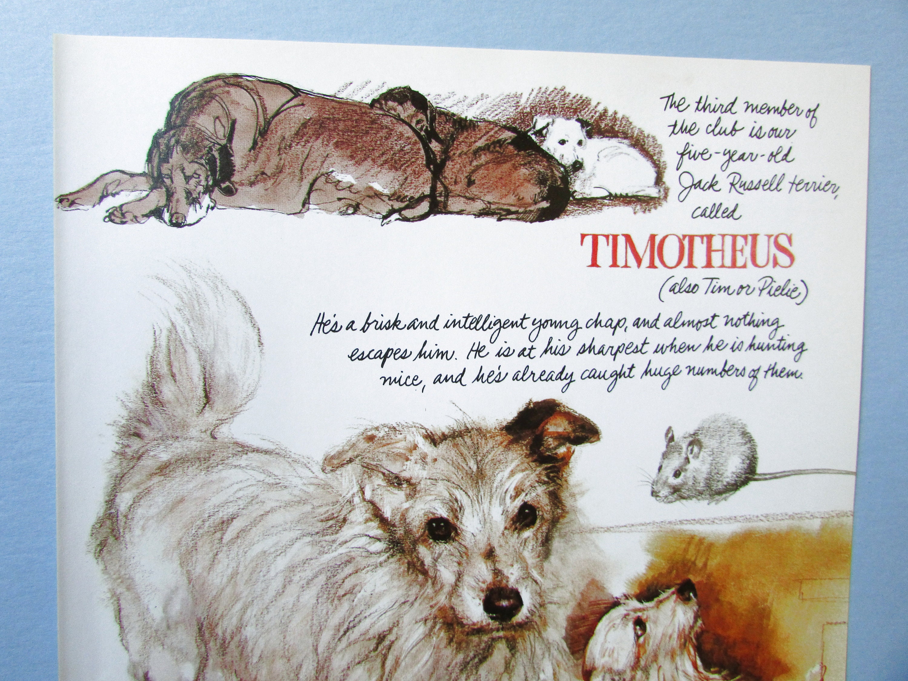 Jack Russell Terrier Dog Art Print/ Timotheus, Quick, Intelligent, Rat ...