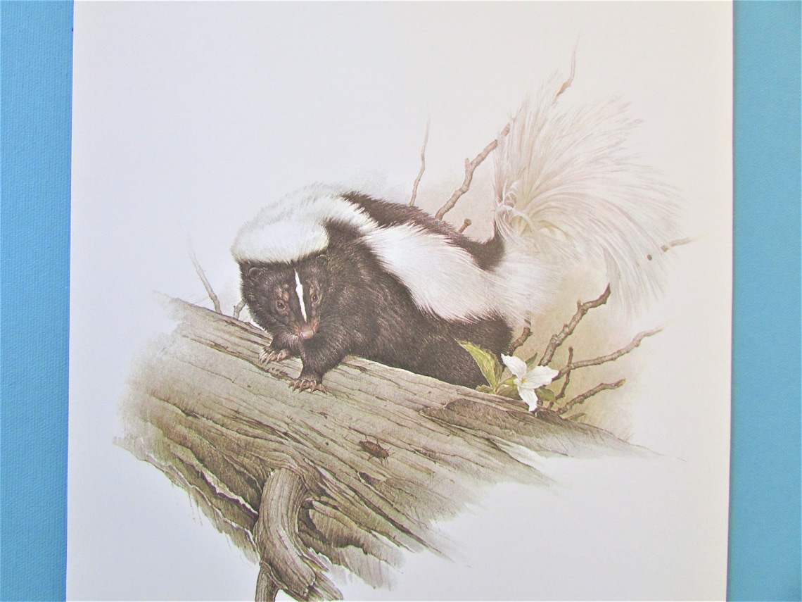 Striped Skunk Animal Art Print, Book Plate/ 1970's Large Book Page ...