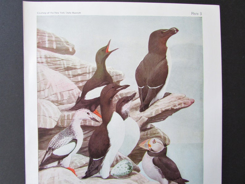 Puffin, Auk Bird Print, Book Plate/ 1930's Book Page Color Plate of ...