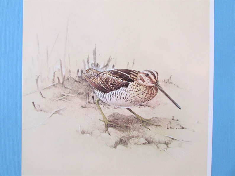 Common Snipe Bird Art Print Book Plate/ 1960's Wading | Etsy