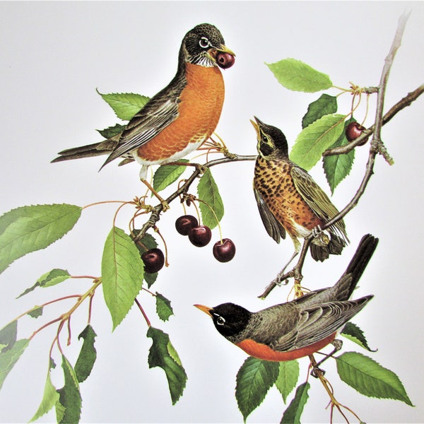 Framed Robin Bird Print - Etsy