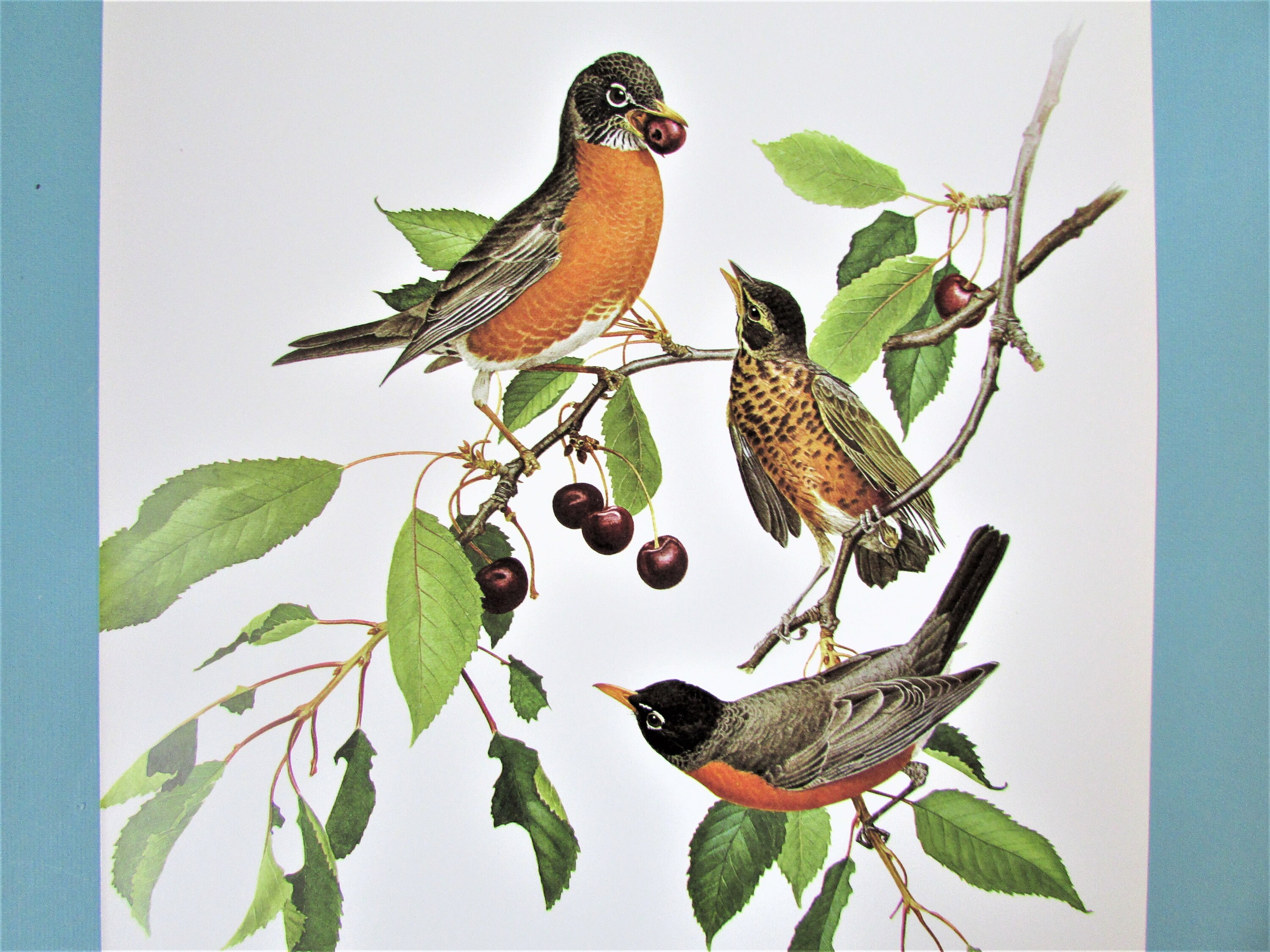 Robin Chick Bird Art Print Book Plate/ 1960's Large | Etsy