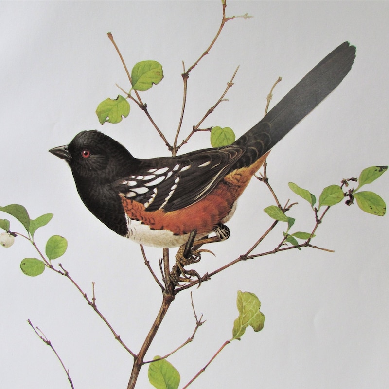 Towhee - Etsy