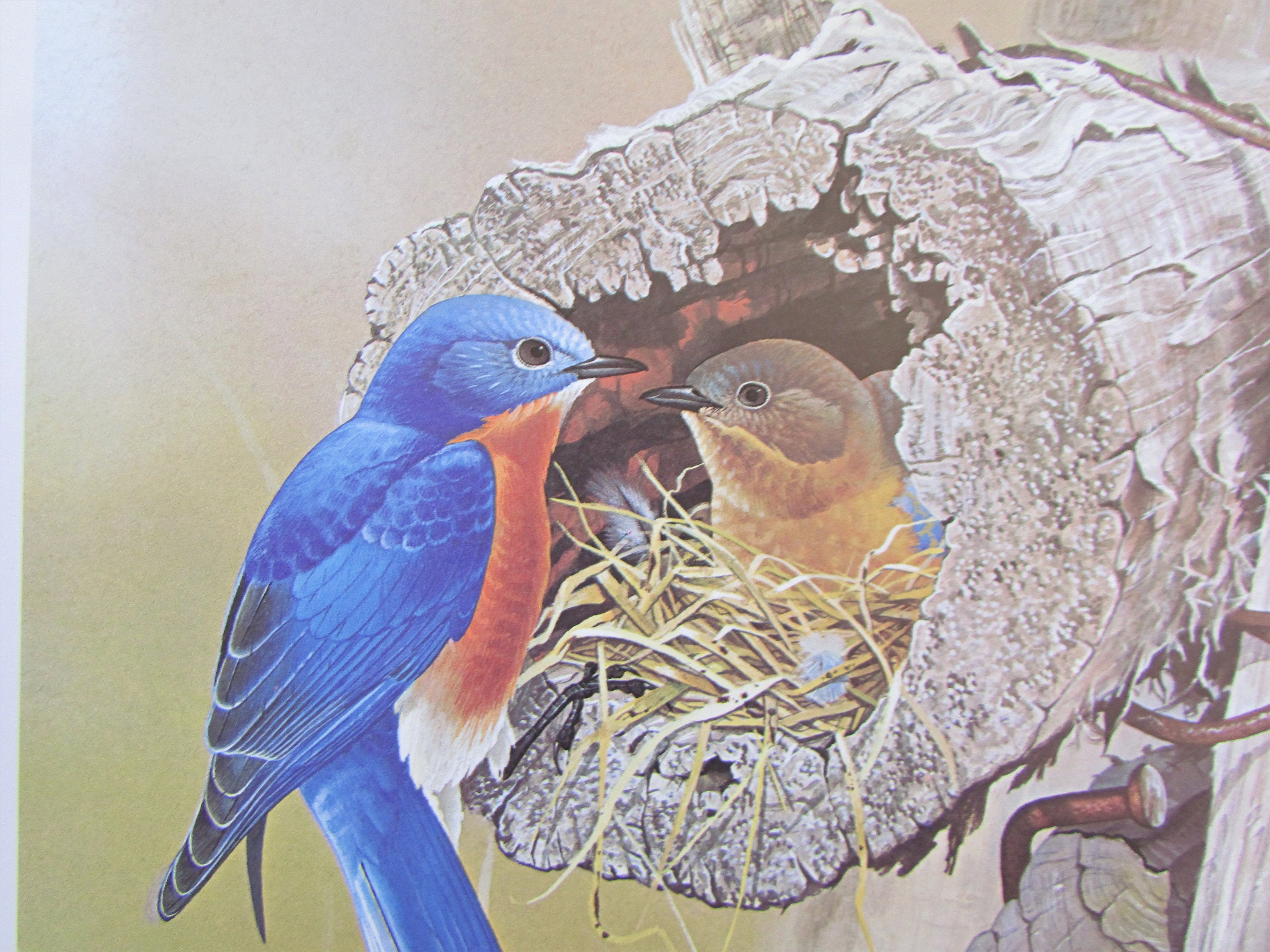 Eastern Bluebird Bird Art Print, Book Plate/ 1960's Forest Bird ...