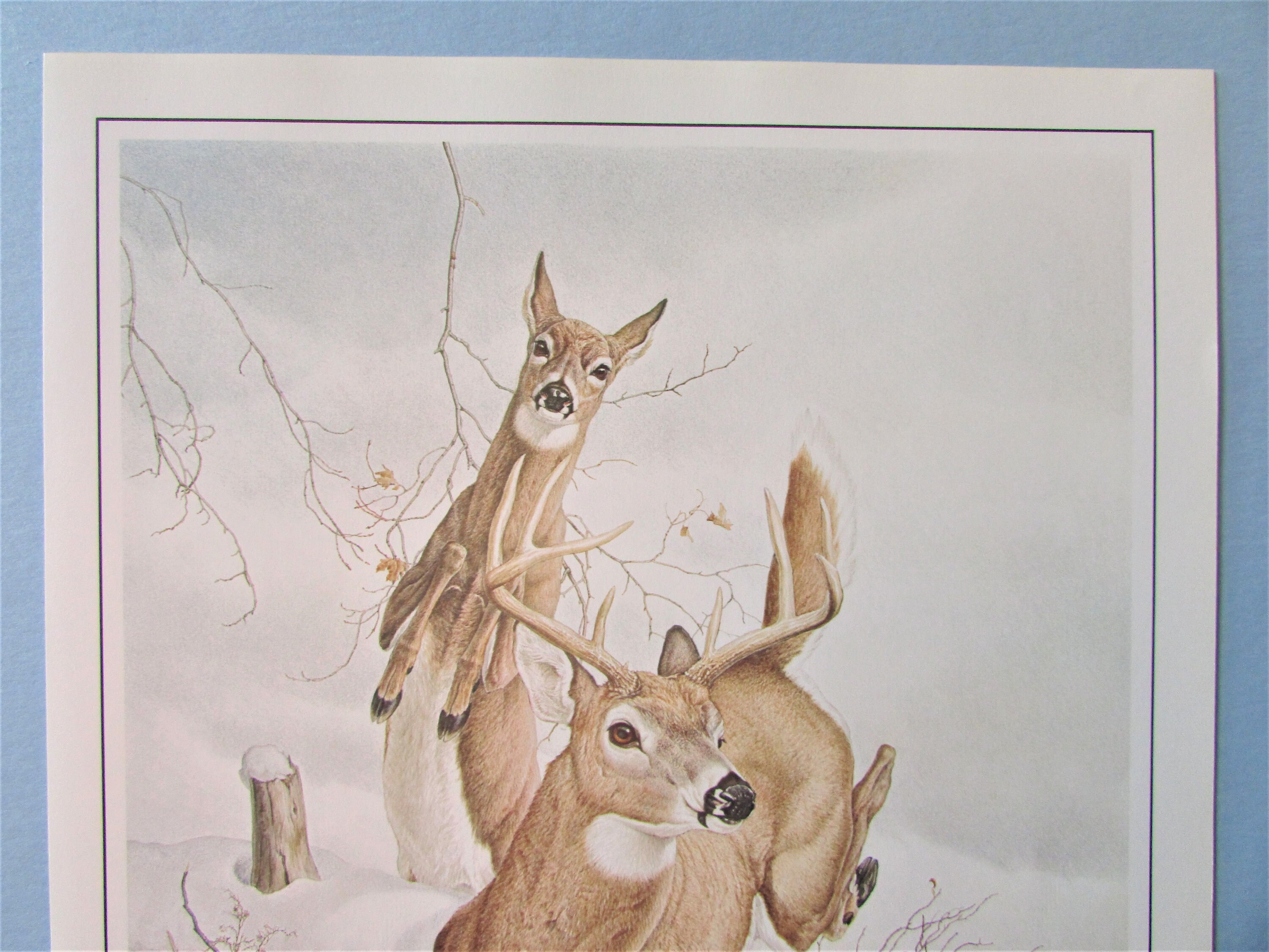 White Tailed Deer Animal Art Print, Book Plate/ Large Northern Wild ...