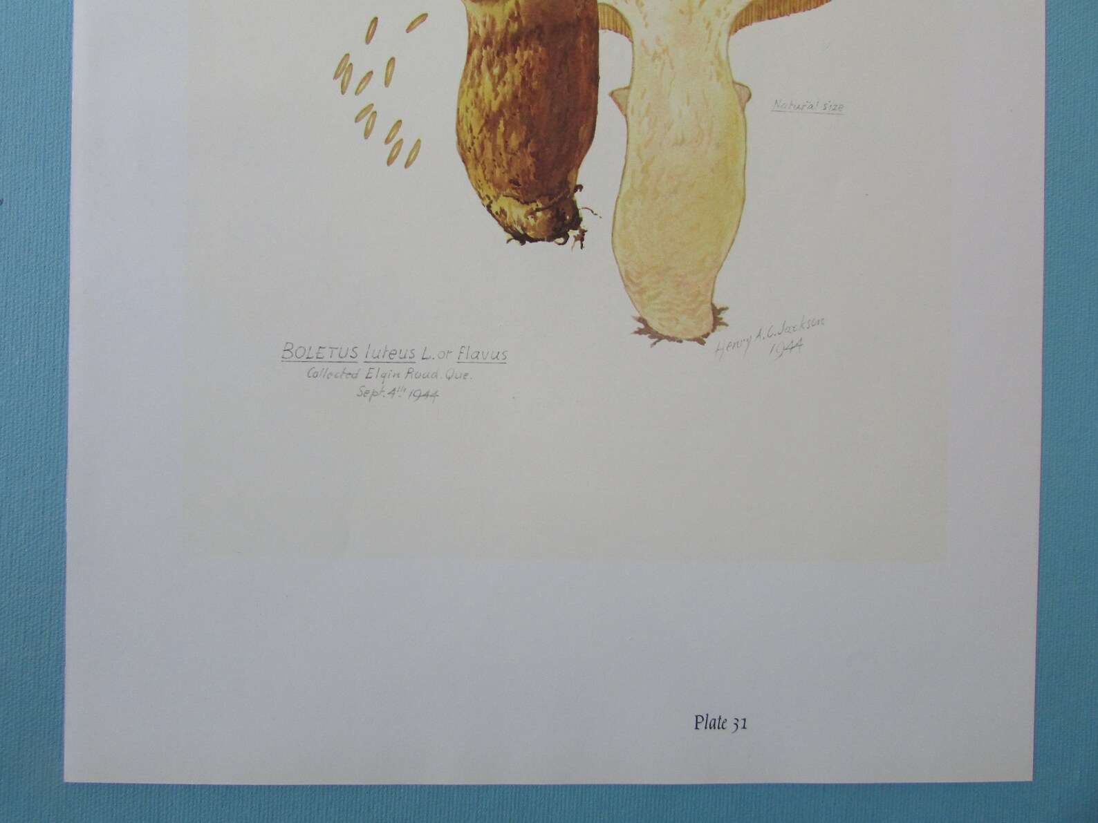 Slippery Jack Mushroom Botanical Art Print, Color Plate/ Fungus ...