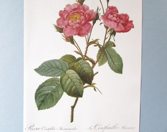 Cabbage Rose Print | Etsy