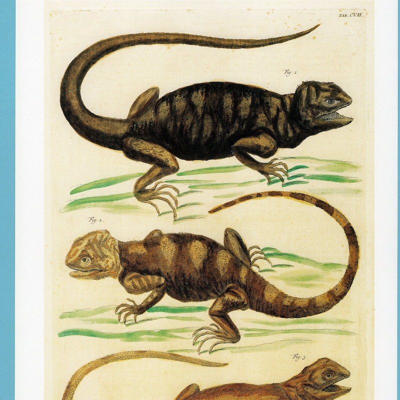 Albertus Seba - Etsy