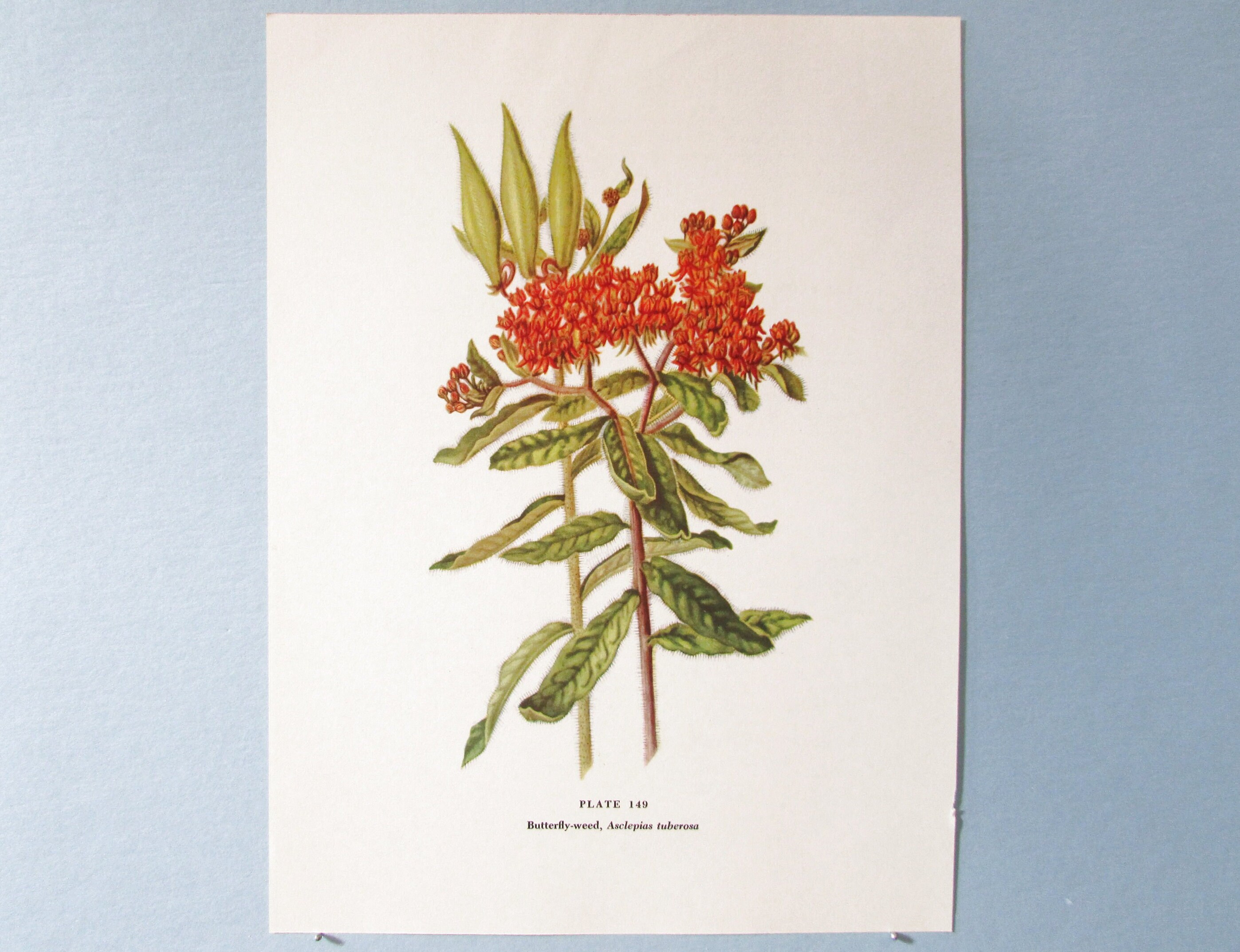 Butterfly Weed Drawing