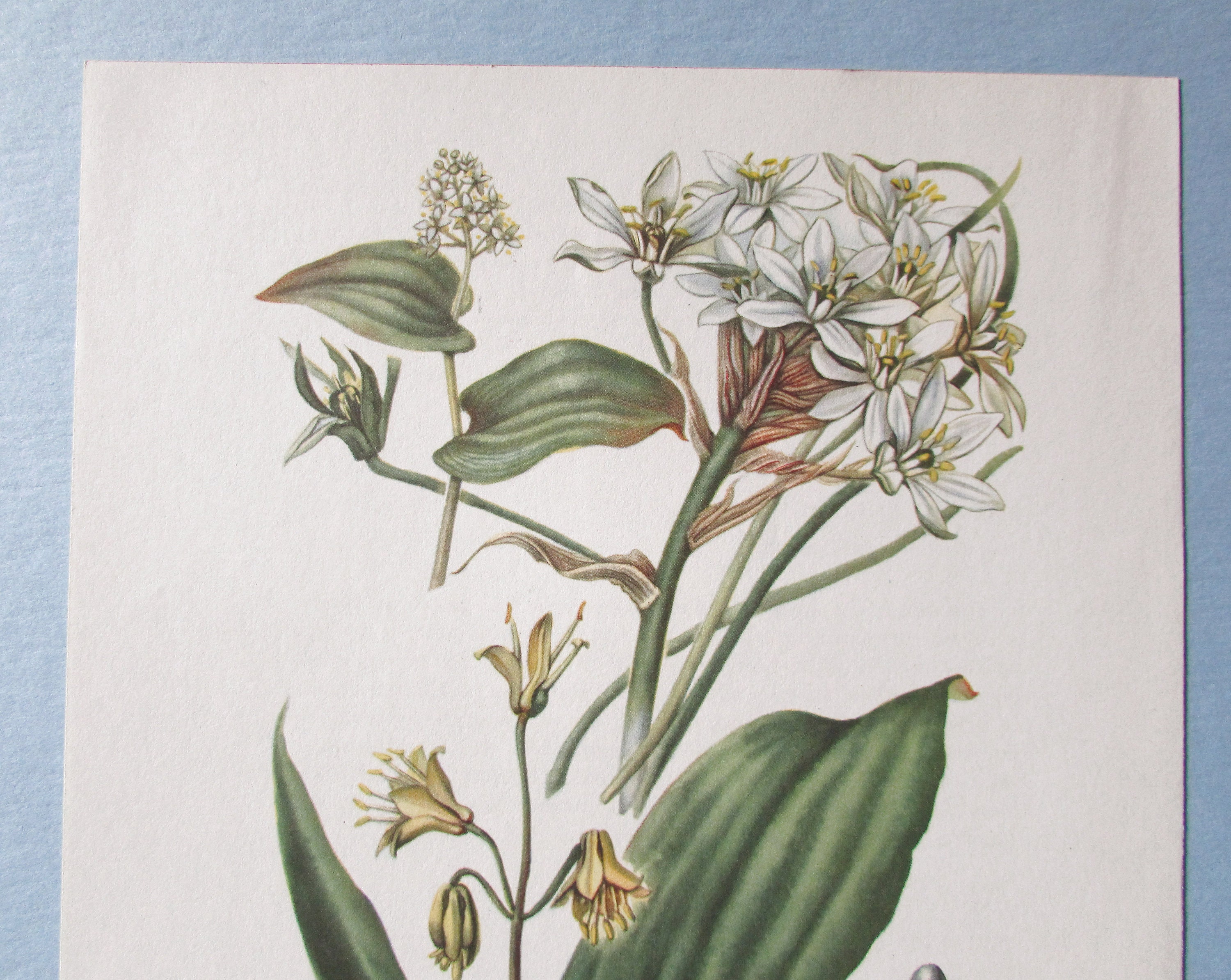 Wild Flower Star of Bethlehem Botanical Art Print/ Vintage - Etsy