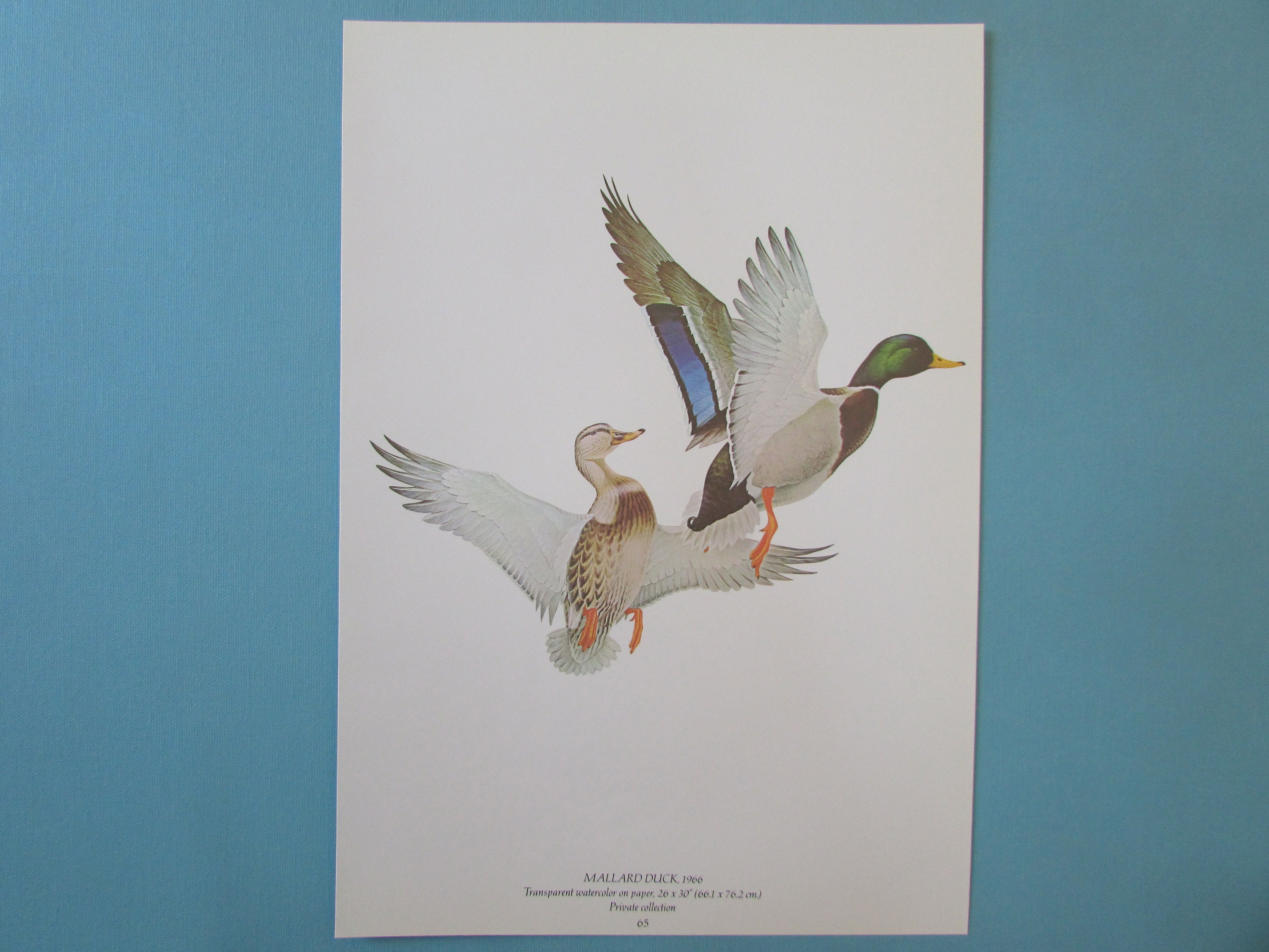 Mallard Duck Bird Art Print, Book Plate/ 1960's Large Waterfowl Book ...