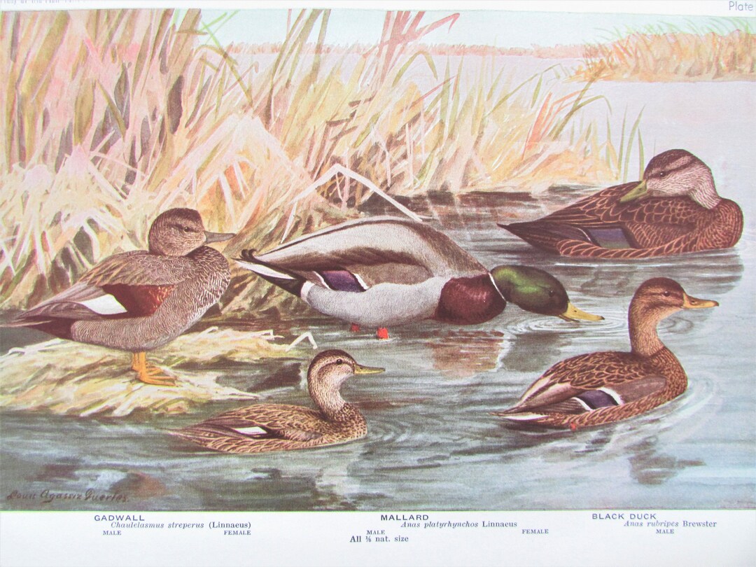Gadwall & Mallard Duck Print, Book Plate/ 1930's Waterfowl Bird Book ...