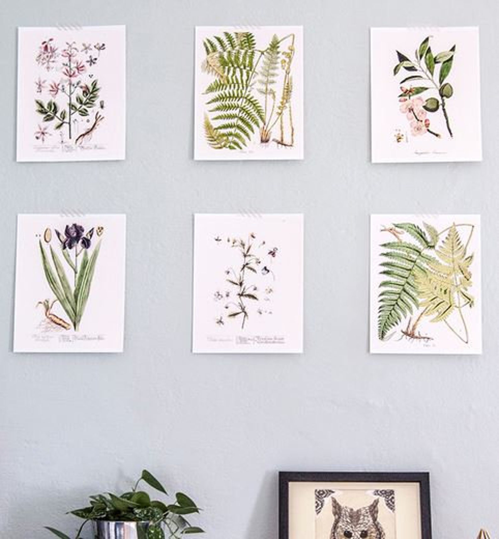 Slippery Jack Mushroom Botanical Art Print, Color Plate/ Fungus ...