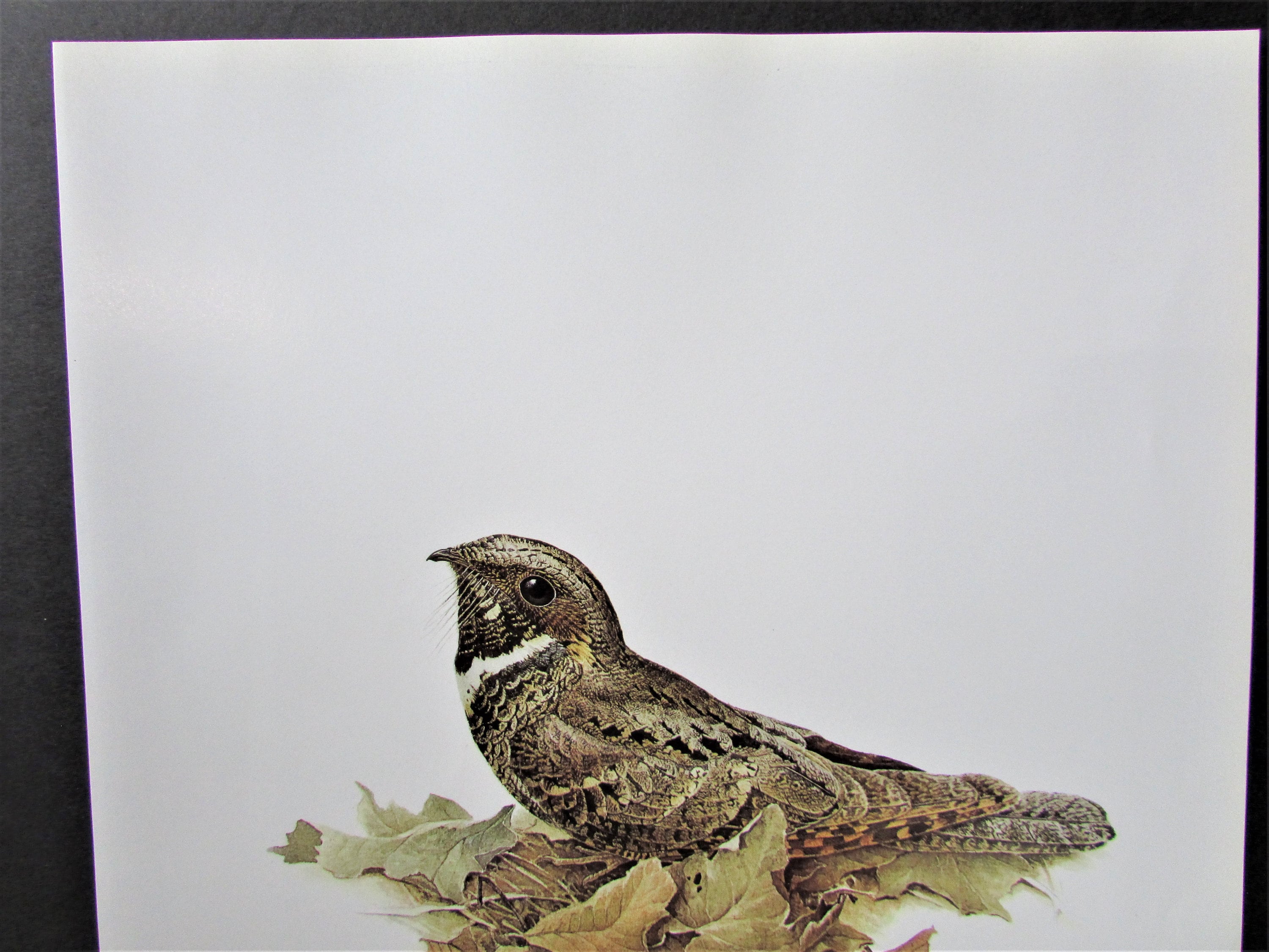 Whip poor will Bird Art Print Book Plate/ 1960's Large | Etsy