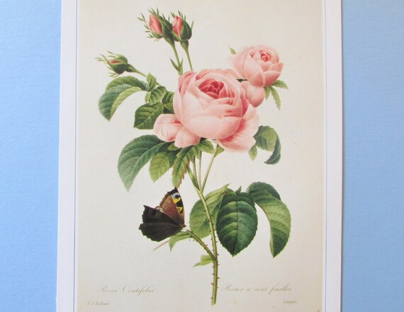 Provence Rose Botanical Art Print/ 1800s Provins Rosa Flower - Etsy