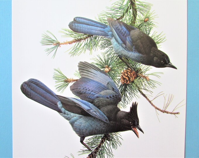 Stellar's Jay Bird Art Print Book Plate/ 1970's Large - Etsy