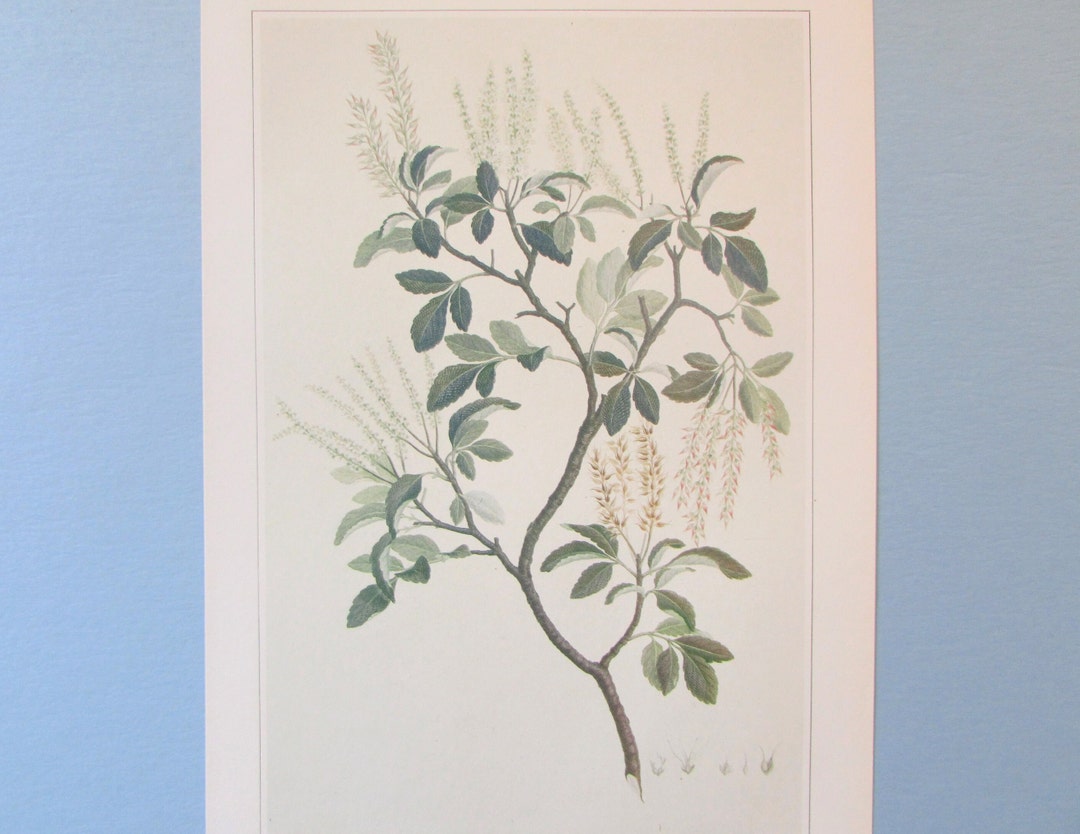 Towai Tawhero Tree Botanical Art Print/ 1700's Wild - Etsy