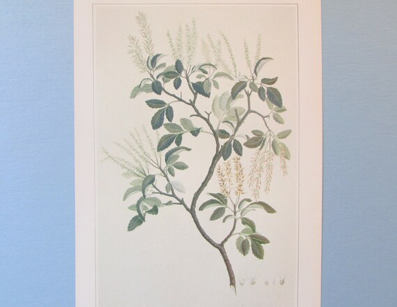 Towai Tawhero Tree Botanical Art Print/ 1700's Wild | Etsy