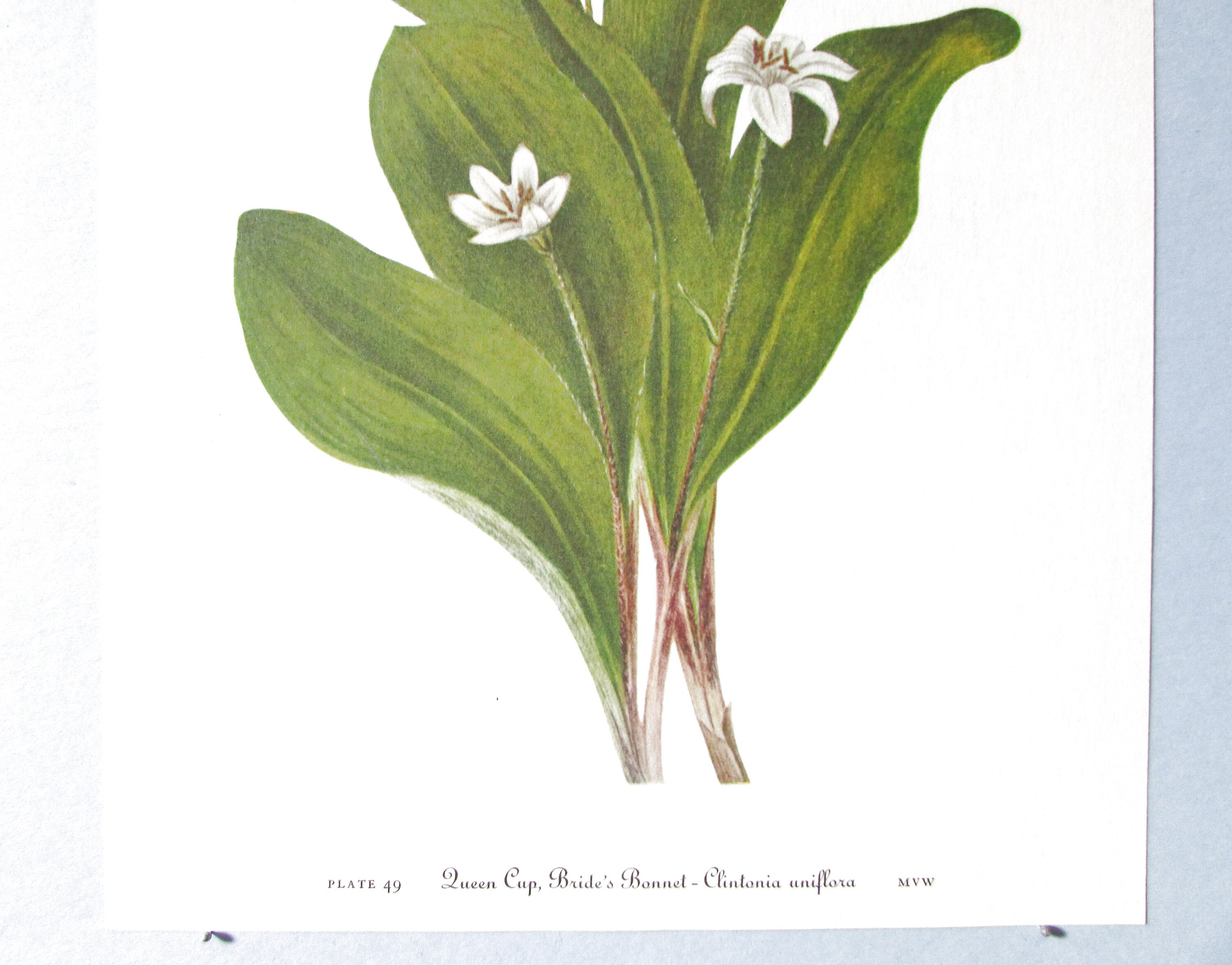 Wild Flower Queen's Cup Botanical Art Print/ Vintage Wildflower, Bead ...