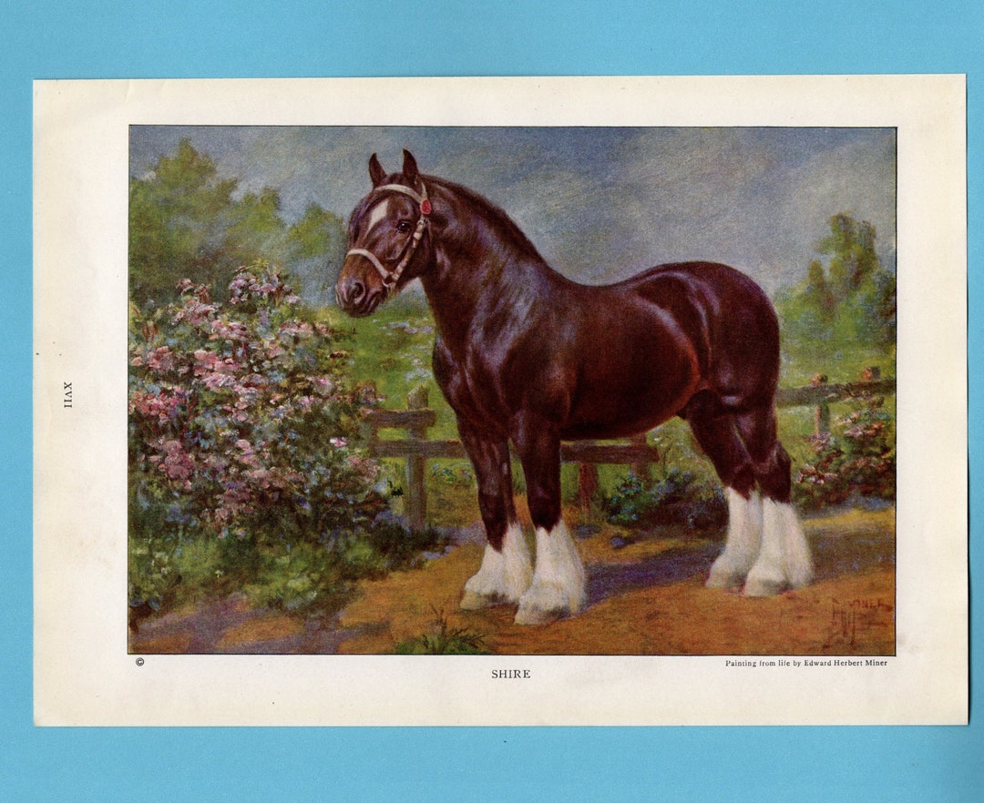 Shire Horse Art Print/ British Breed of Draught, Draft Horse Antique ...