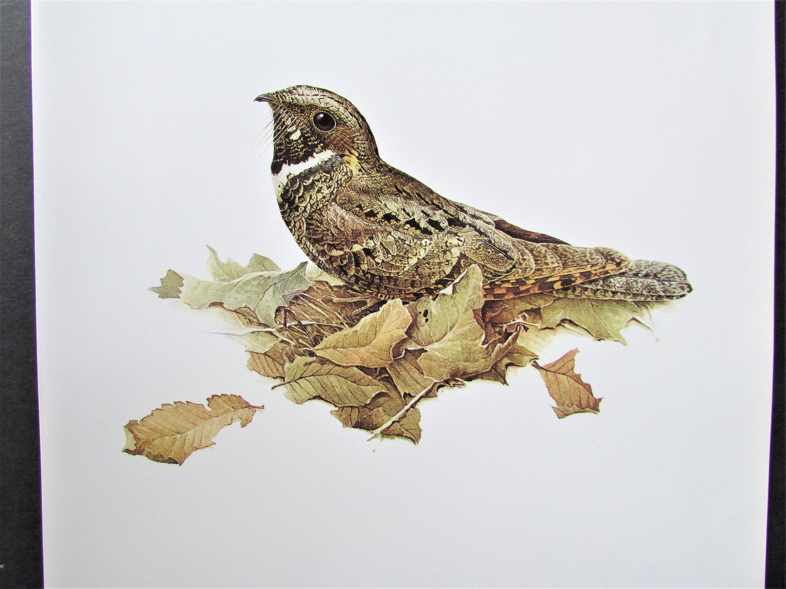 Whip poor will Bird Art Print Book Plate/ 1960's Large | Etsy