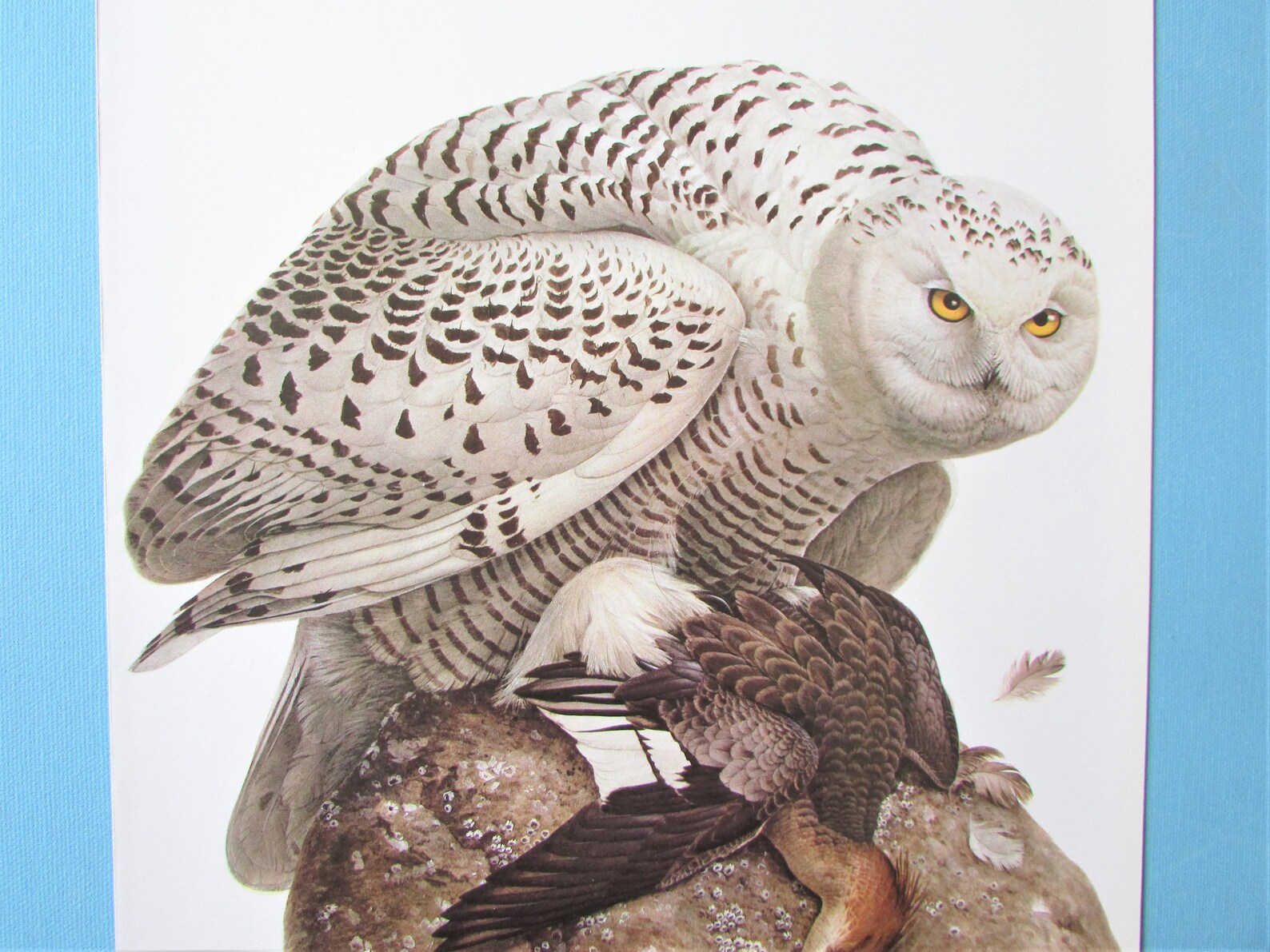 Snowy Owl Bird Art Print Book Plate/ 1970's Large Bird of - Etsy