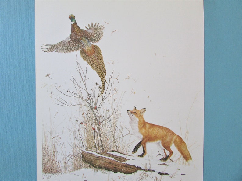 Red Fox & Pheasant Art Print, Book Plate/ 1970's Large Marten, Squirrel ...