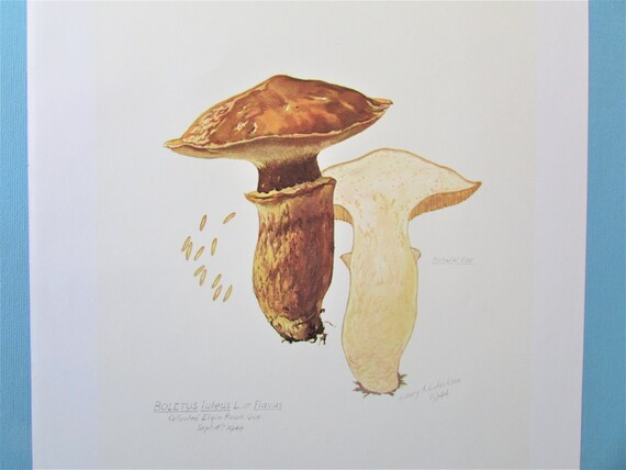 Slippery Jack Mushroom Botanical Art Print Color Plate/ | Etsy
