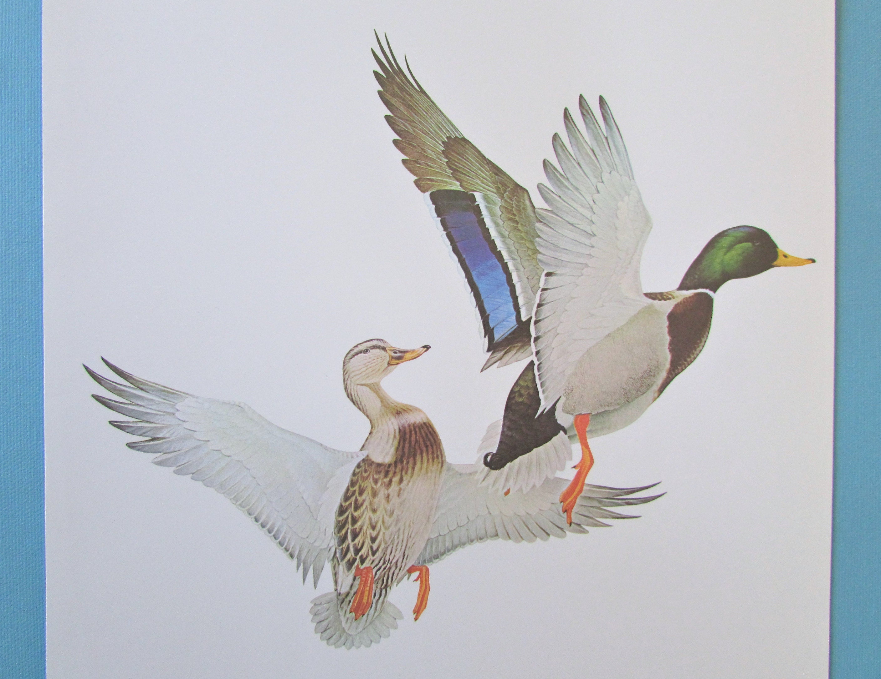Mallard Duck Bird Art Print, Book Plate/ 1960's Large Waterfowl Book ...