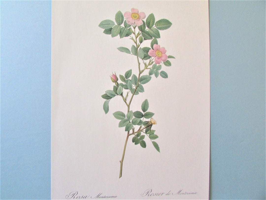 Redoute Botanical Montezuma Rose Art Print/ Pink Rosa Flower Book Plate ...