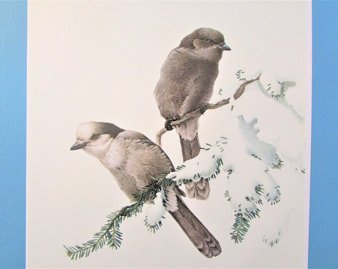 Gray Jay Art Print Canada Jay Whisky Jack Grey Jay Ornithology Art ...