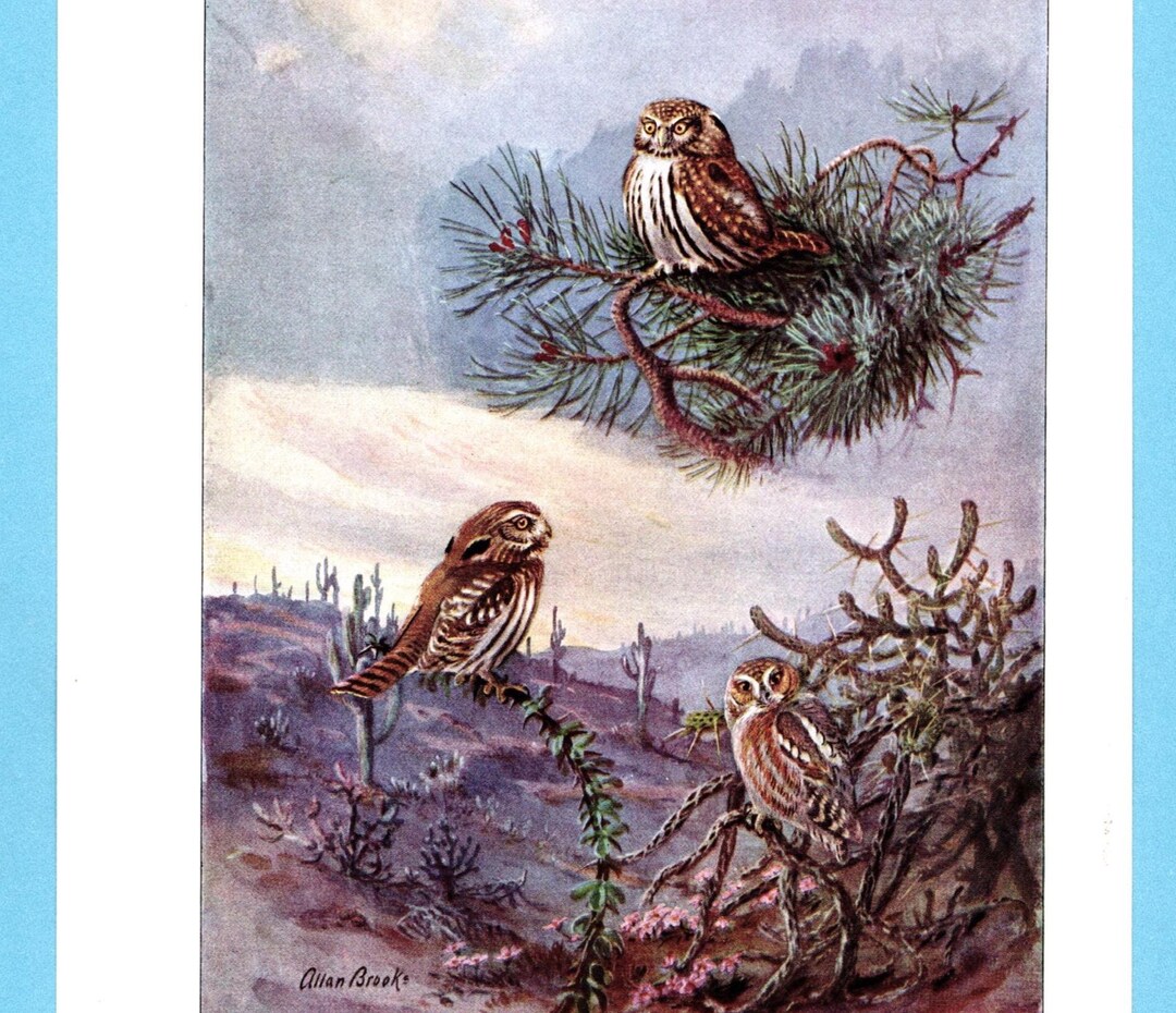 Mountain, Ferruginous Pygmy & Elf Owls Bird Art Print/ Old Owl, Forest ...