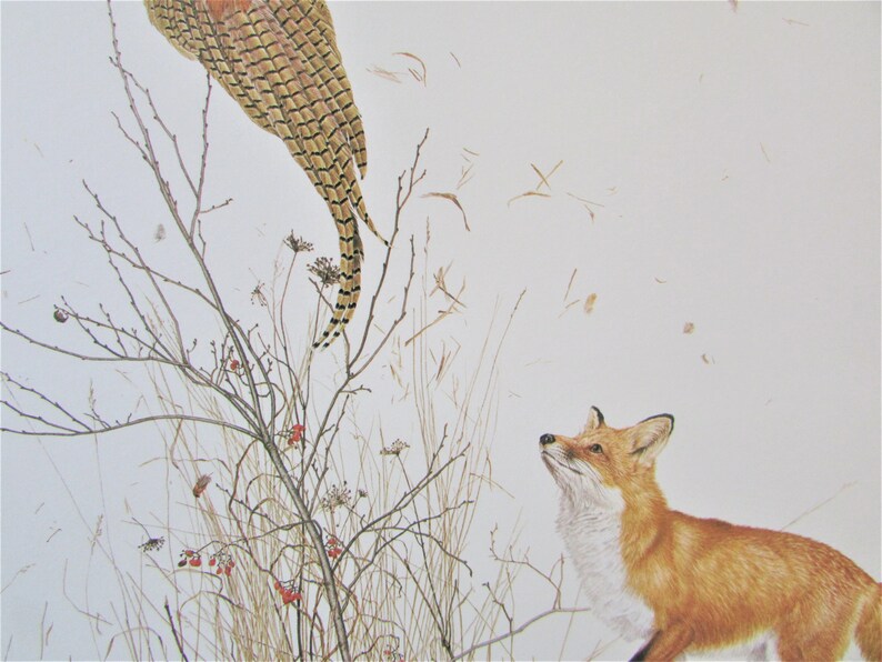 Red Fox & Pheasant Art Print, Book Plate/ 1970's Large Marten, Squirrel ...